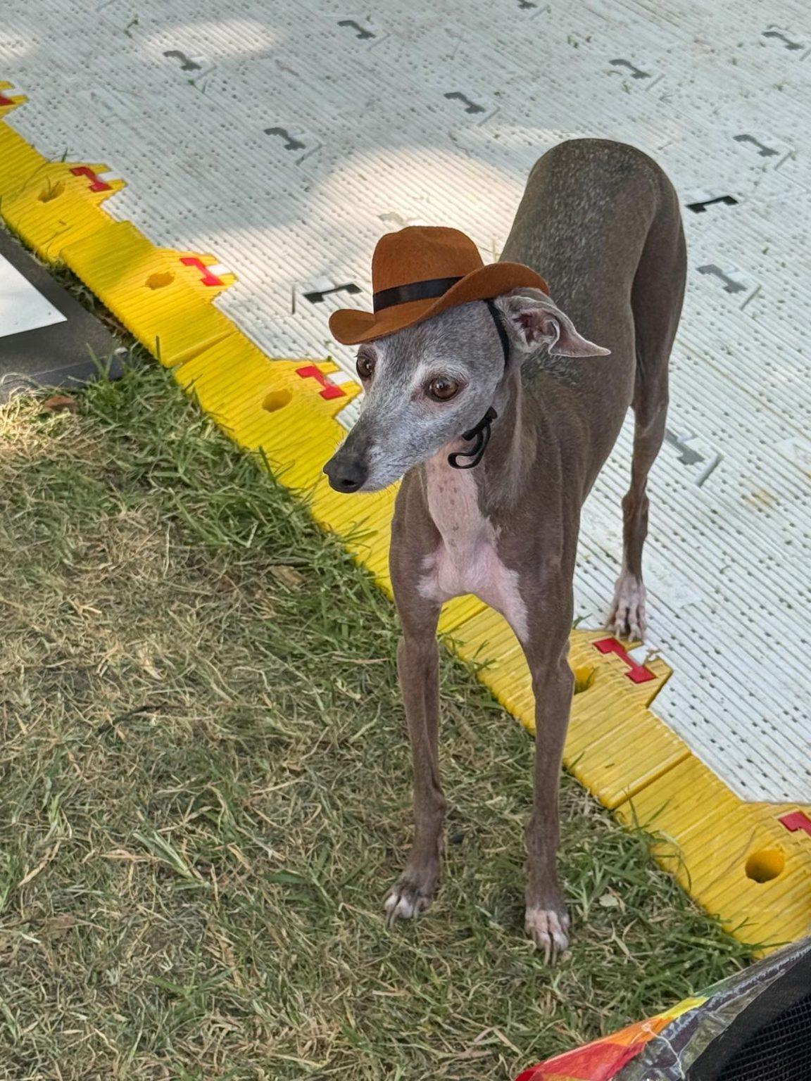 Midsumma Carnival 2026 - GUIDETOGAY.COM